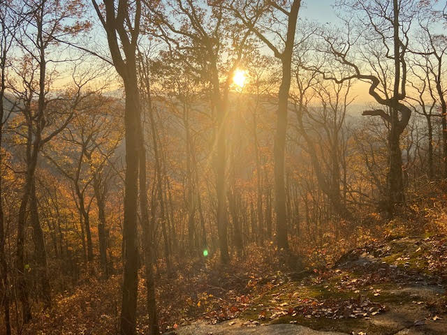 Winter Tree Identification Hike | Blue Ridge Hiking Co.